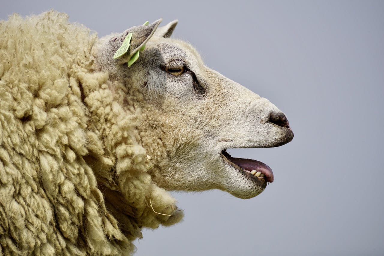 Race de mouton qui perd sa laine naturellement ? - CM 35 Race de mouton qui perd sa laine naturellement ? - CM 35